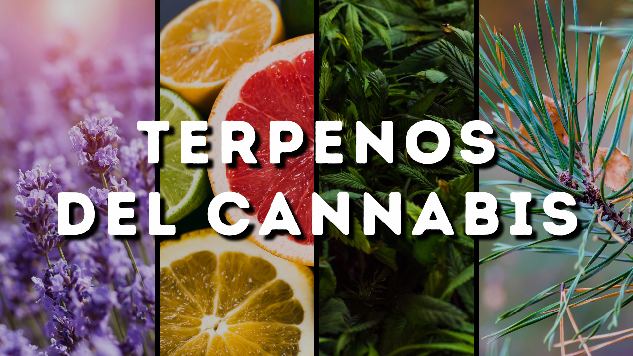 La Importancia De Los Terpenos En El Cannabis Cannamedicol
